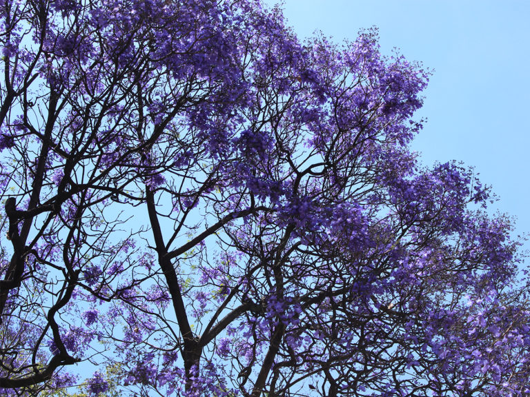 THE BEST SEASON OF THE YEAR, SPRING IN MEXICO CITY - The Local Way